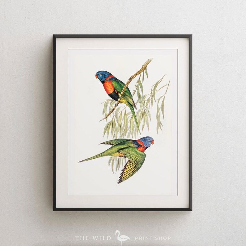 Vintage Parrot Print Parakeet Print Parrot Print Vintage | Etsy