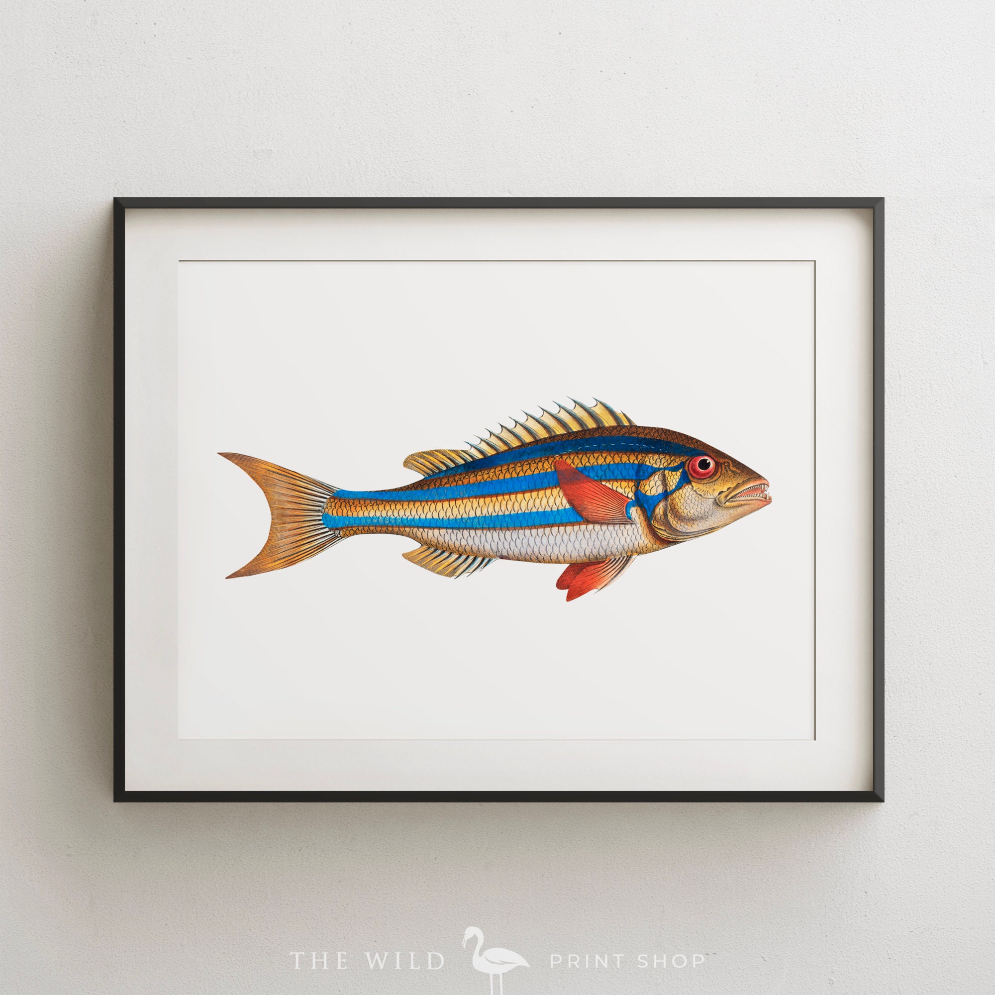 Vintage Fish Print Tropical Fish Print Fish Wall Art | Etsy