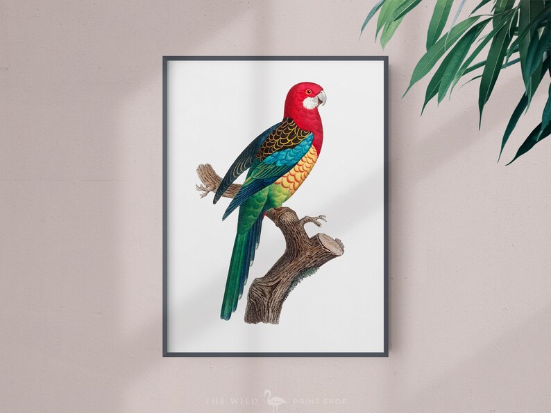 Vintage Parrot Print Eastern Rosella Print Parrot Print | Etsy