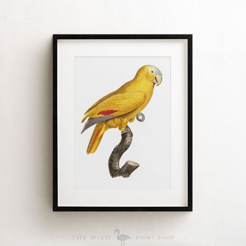 Vintage Parrot Print Amazon Parrot Print Parrot Print | Etsy