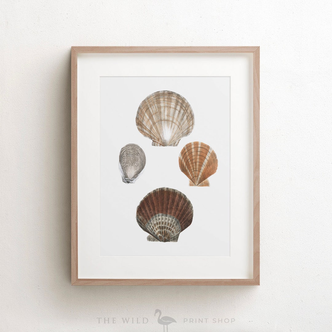 Seashell Print, Vintage Seashell Print, Seashell Wall Art, Nautical ...