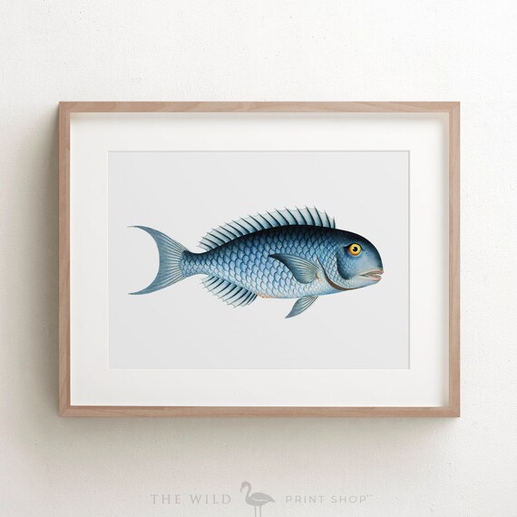 Vintage Fish Print Tropical Fish Print Fish Wall Art | Etsy