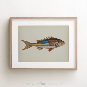 Vintage Fish Print Tropical Fish Print Fish Wall Art - Etsy