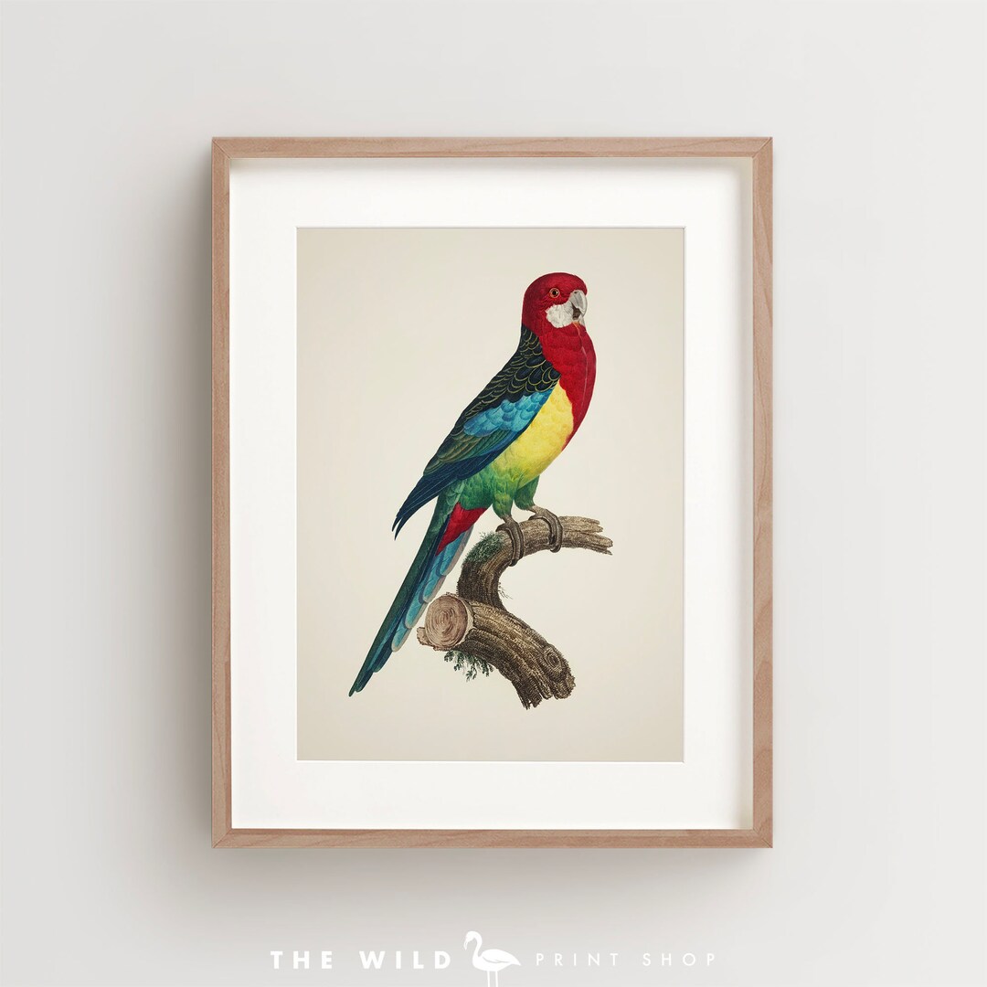 Vintage Parrot Print, Eastern Rosella Print, Parrot Print, Vintage Bird ...