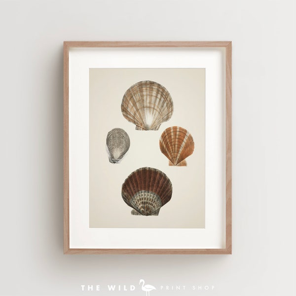 Vintage Seashell Art - Etsy