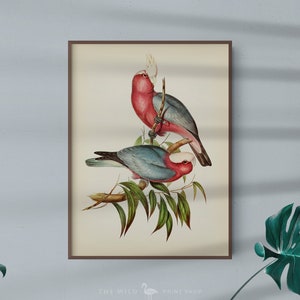 Vintage Parrot Print Pink Galah Print Parrot Print Vintage | Etsy