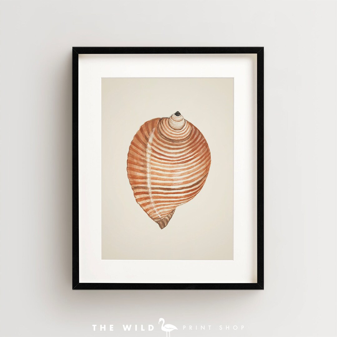 Seashell Print, Vintage Seashell Print, Seashell Wall Art, Nautical ...