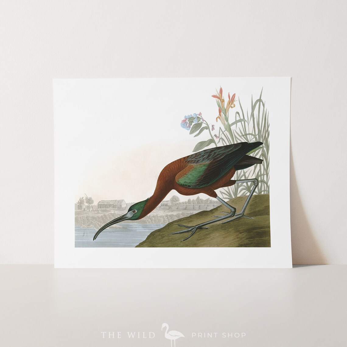Vintage Bird Print Glossy Ibis Print Bird Wall Art Audubon - Etsy