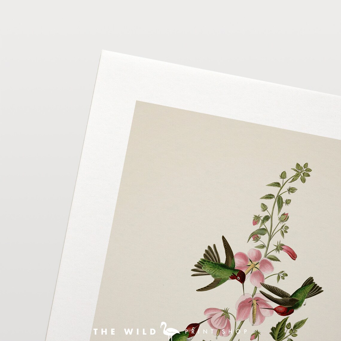 Vintage Bird Print, Columbian Hummingbird Print, Bird Wall Art, Audubon ...