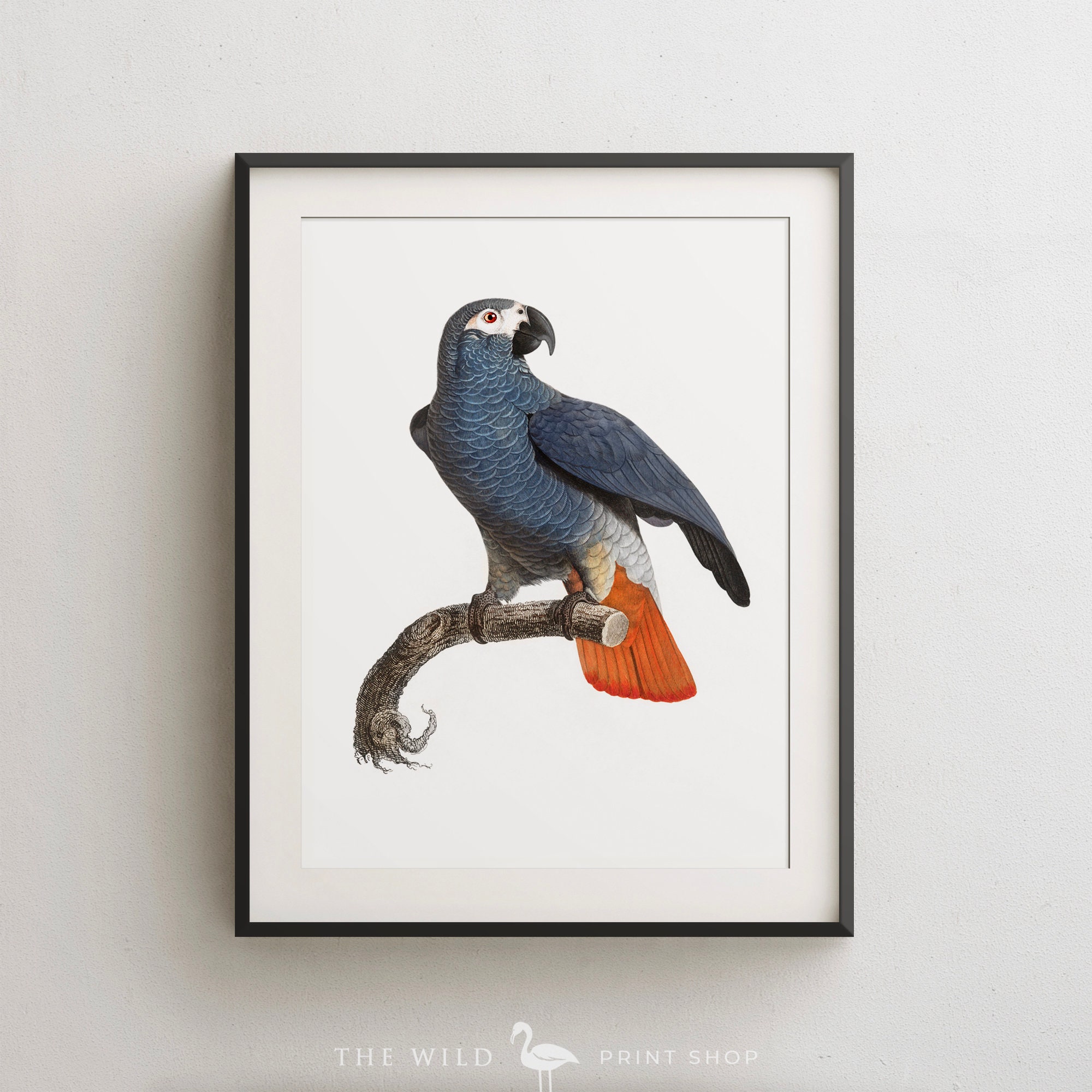 Vintage Parrot Print African Grey Parrot Print Parrot Print | Etsy