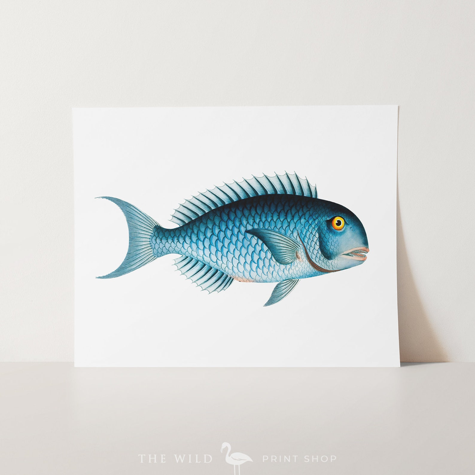 Vintage Fish Print Tropical Fish Print Fish Wall Art - Etsy
