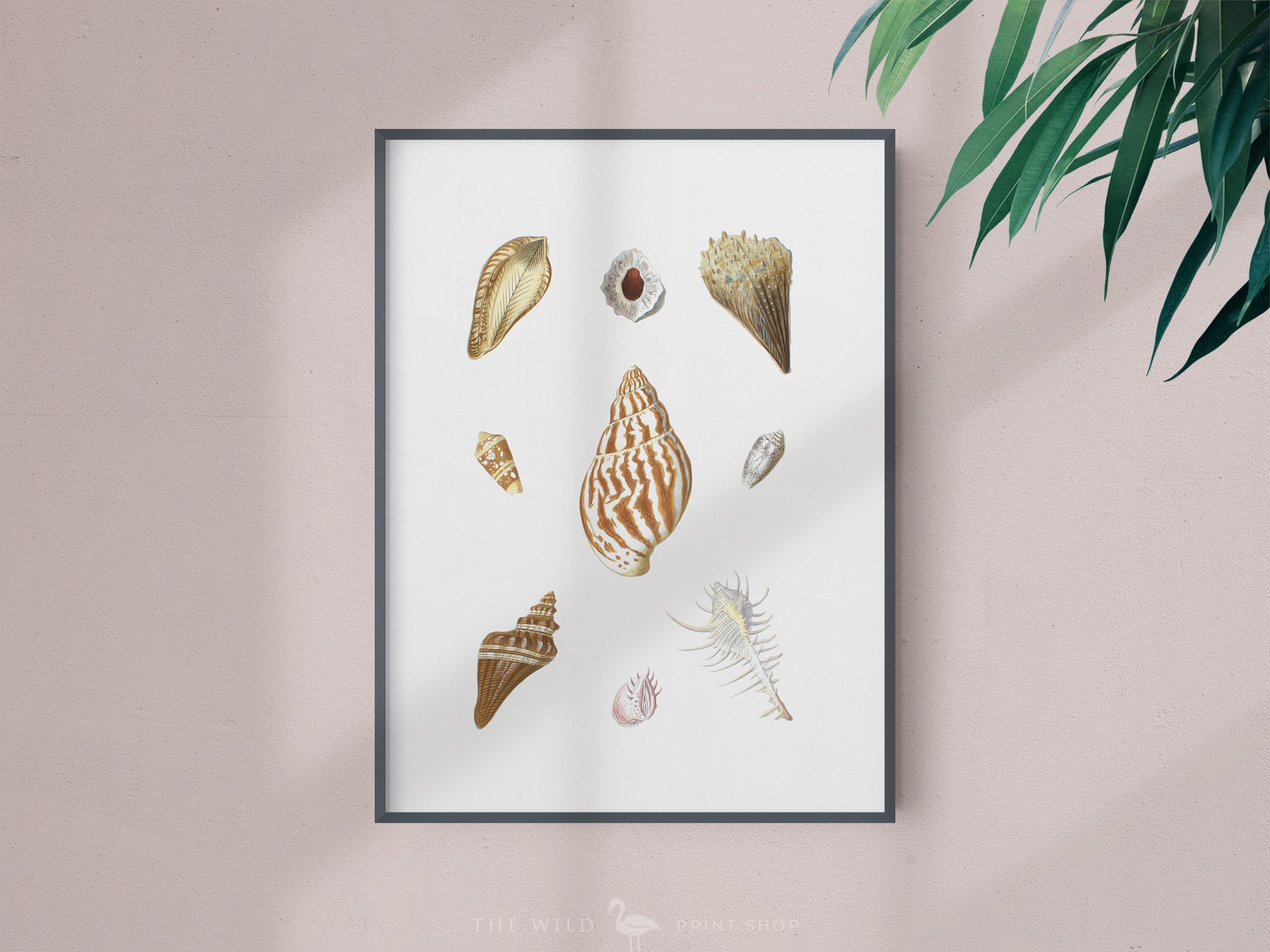 Seashell Print Vintage Seashell Print Seashell Wall Art | Etsy