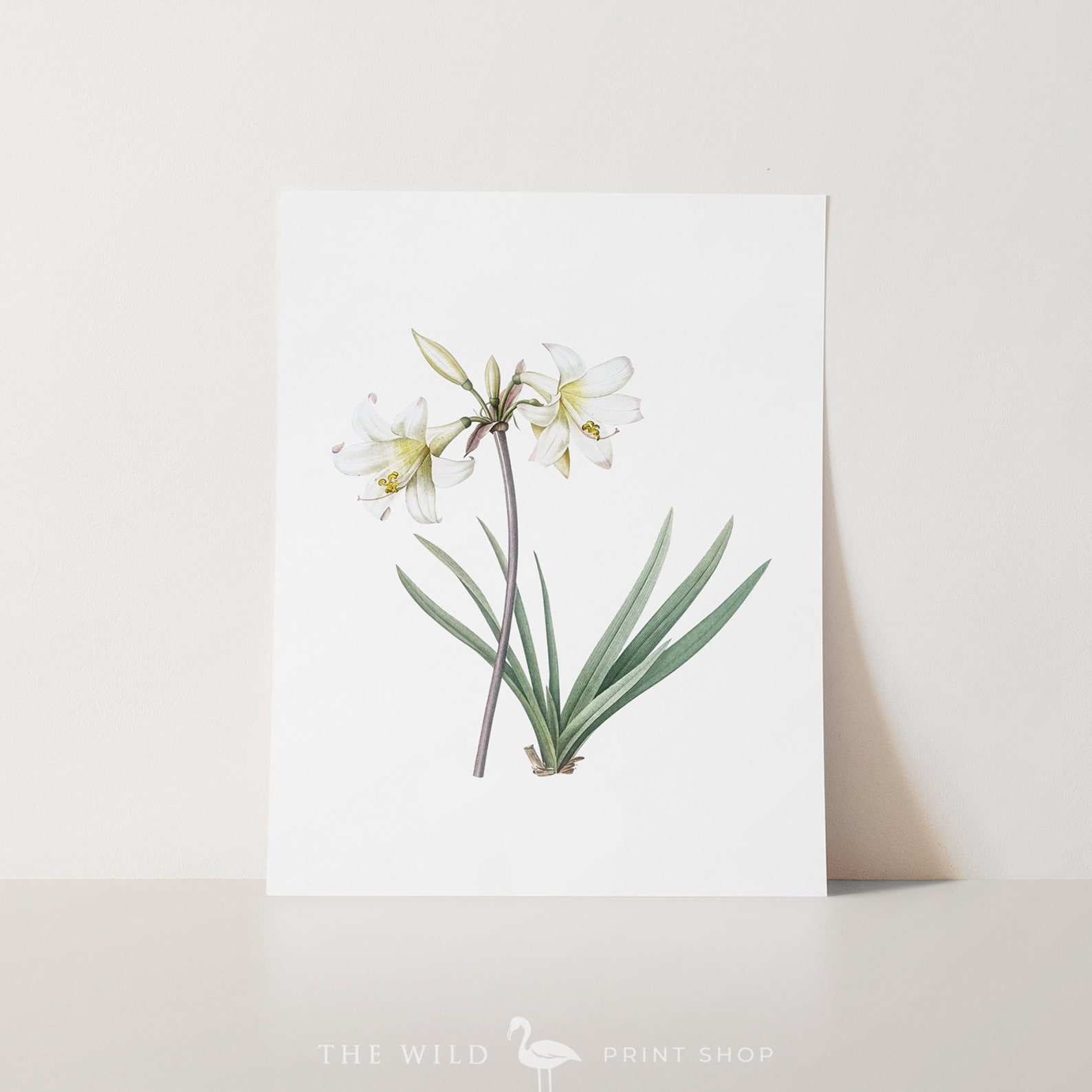 Vintage Flower Print Lily Print White Flower Print Antique - Etsy