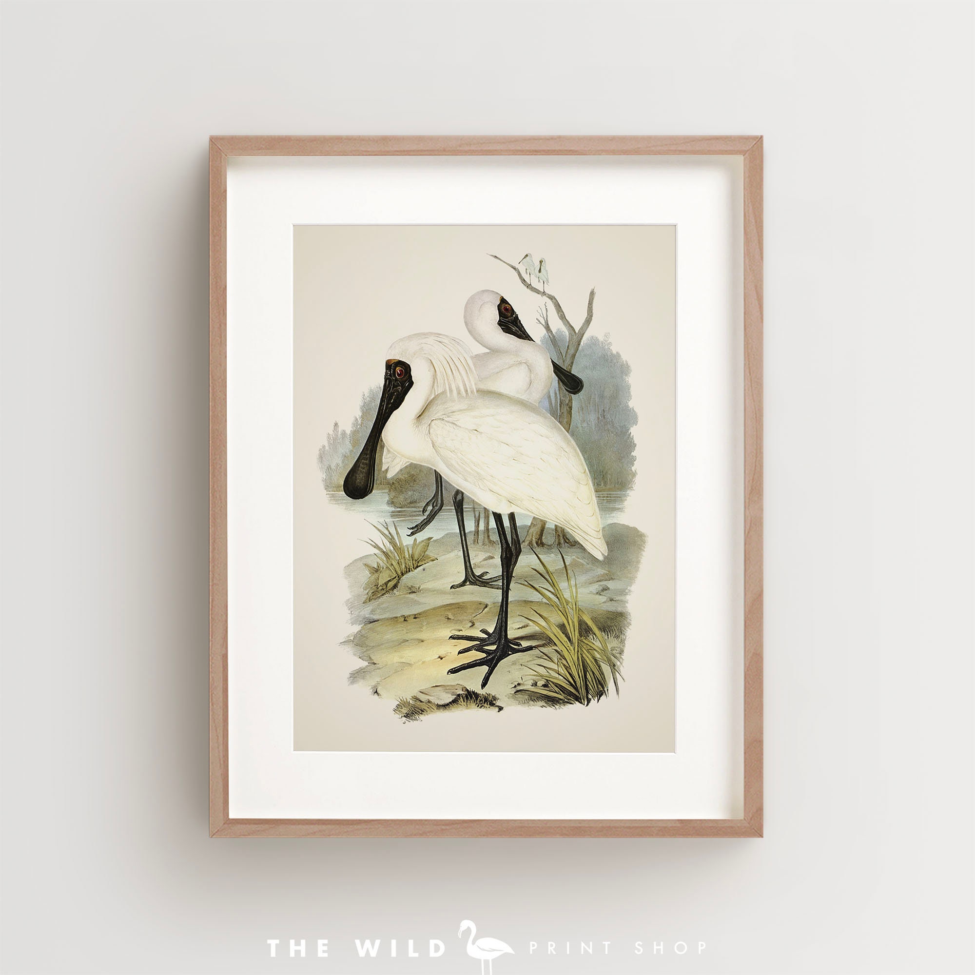Vintage Bird Print, Spoonbill Print, Coastal Bird Print, Bird Wall Art ...