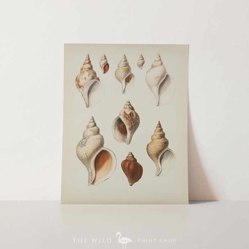 Seashell Print Vintage Seashell Print Seashell Wall Art - Etsy