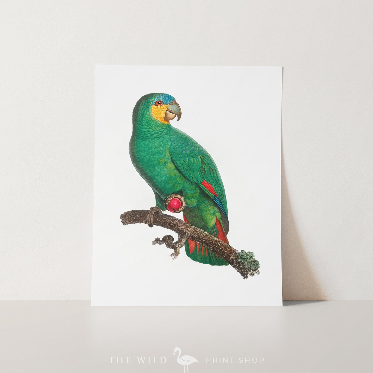 Vintage Parrot Print Amazon Parrot Print Parrot Print | Etsy