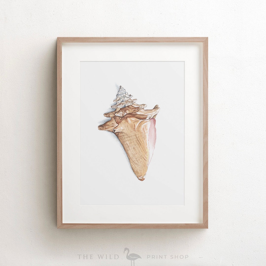 Seashell Print, Vintage Seashell Print, Seashell Wall Art, Nautical ...