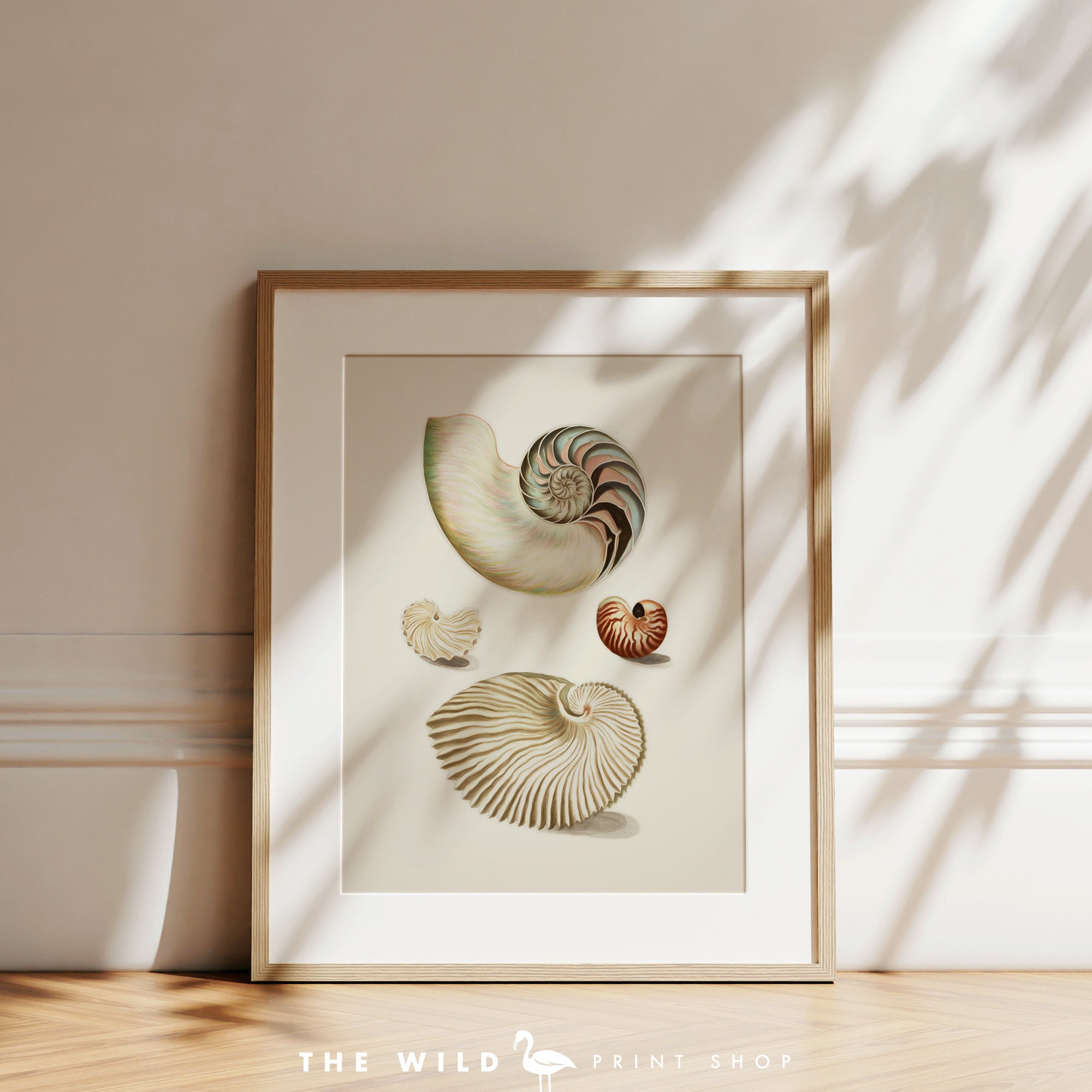 Nautilus Shell Print, Seashell Print, Vintage Seashell Print, Seashell ...