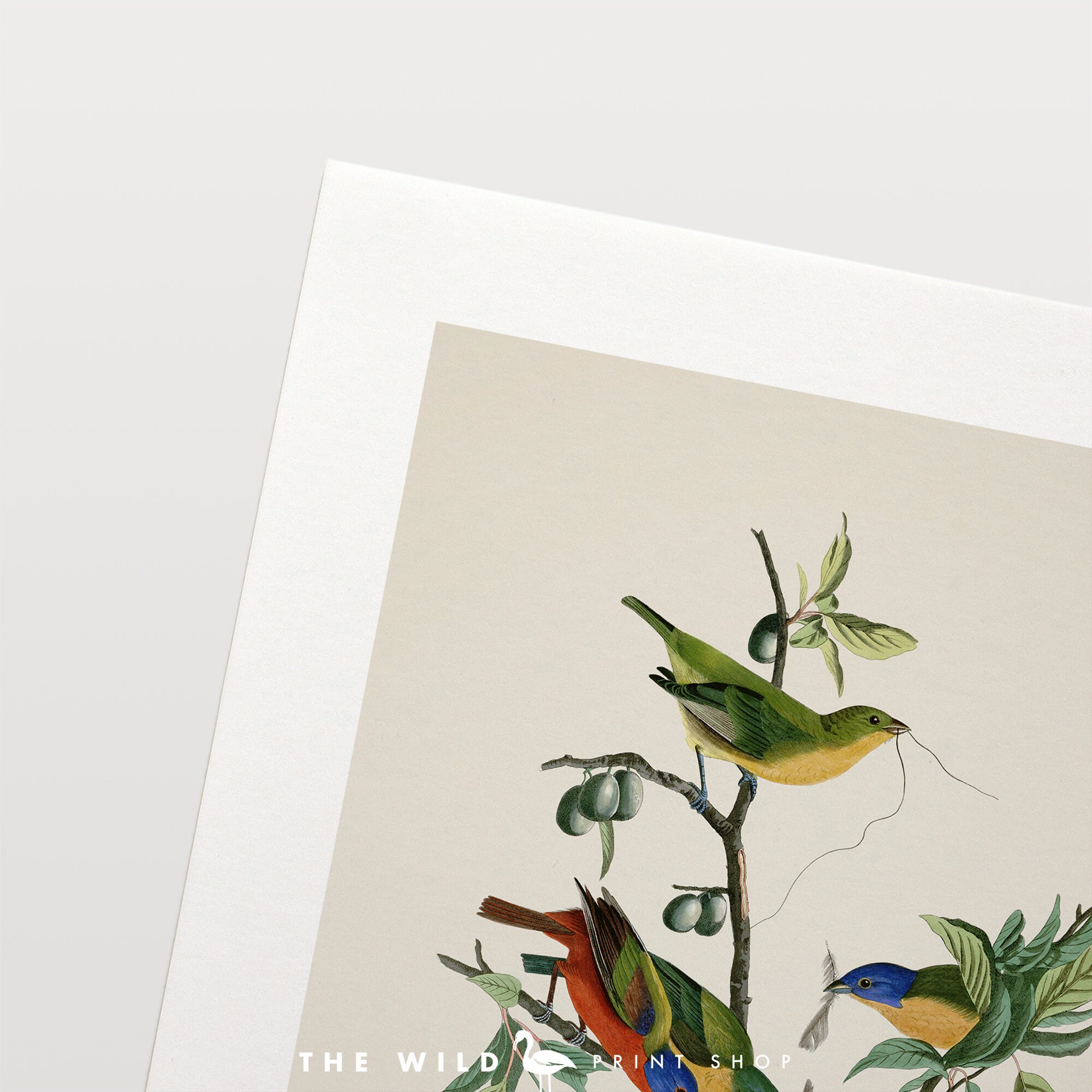 Vintage Bird Print, Painted Finch Print, Bird Wall Art, Audubon Bird ...