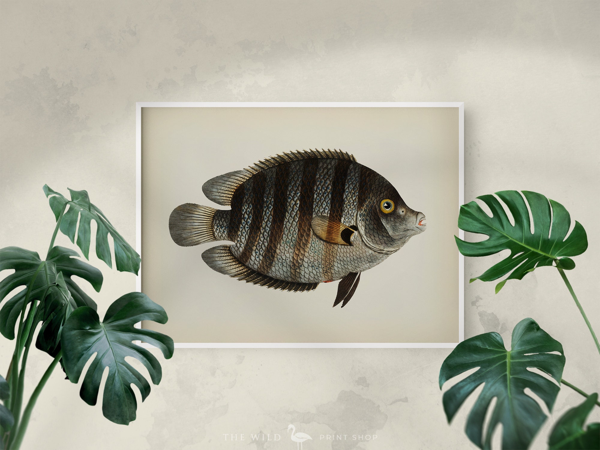 Vintage Fish Print Tropical Fish Print Fish Wall Art | Etsy