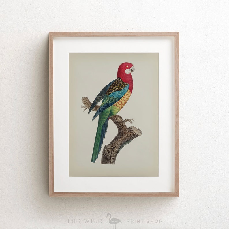Vintage Parrot Print Eastern Rosella Print Parrot Print - Etsy