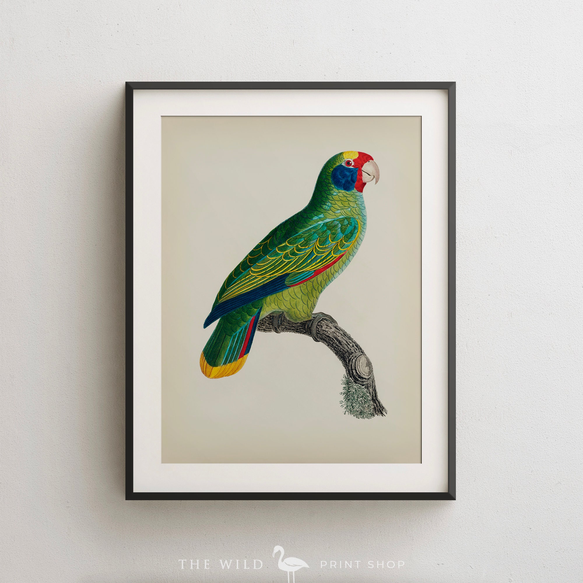 Vintage Parrot Print Amazon Parrot Print Parrot Print | Etsy