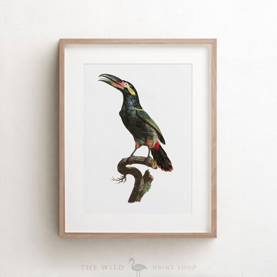 Toucan Print Vintage Bird Print Tropical Bird Print Bird - Etsy