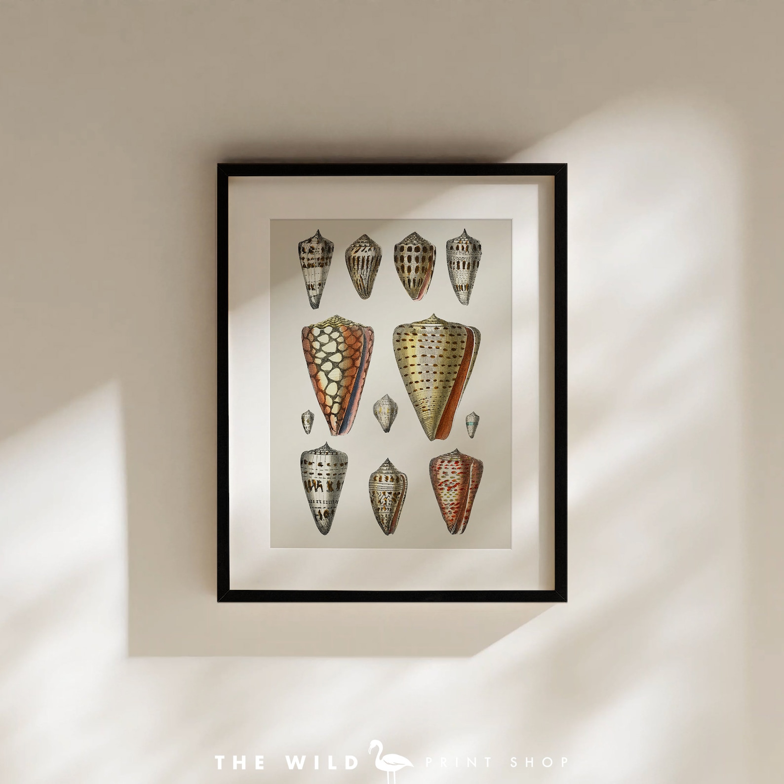Seashell Print, Vintage Seashell Print, Seashell Wall Art, Nautical ...