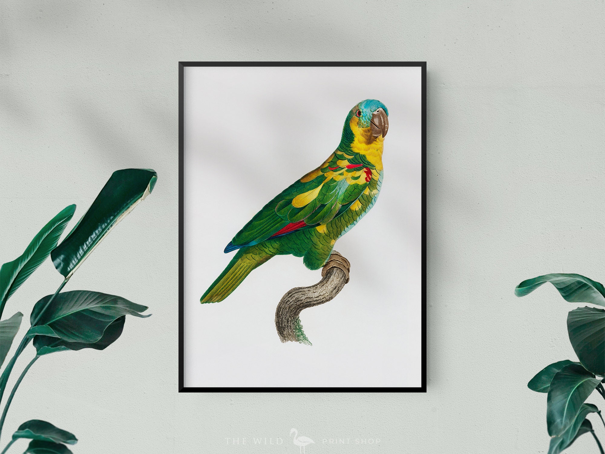 Vintage Parrot Print Amazon Parrot Print Parrot Print | Etsy