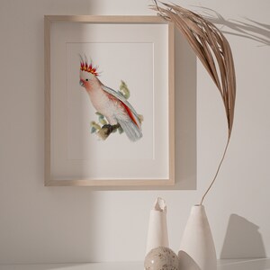 Vintage Parrot Print, Major Mitchell's Cockatoo Print, Parrot Print ...