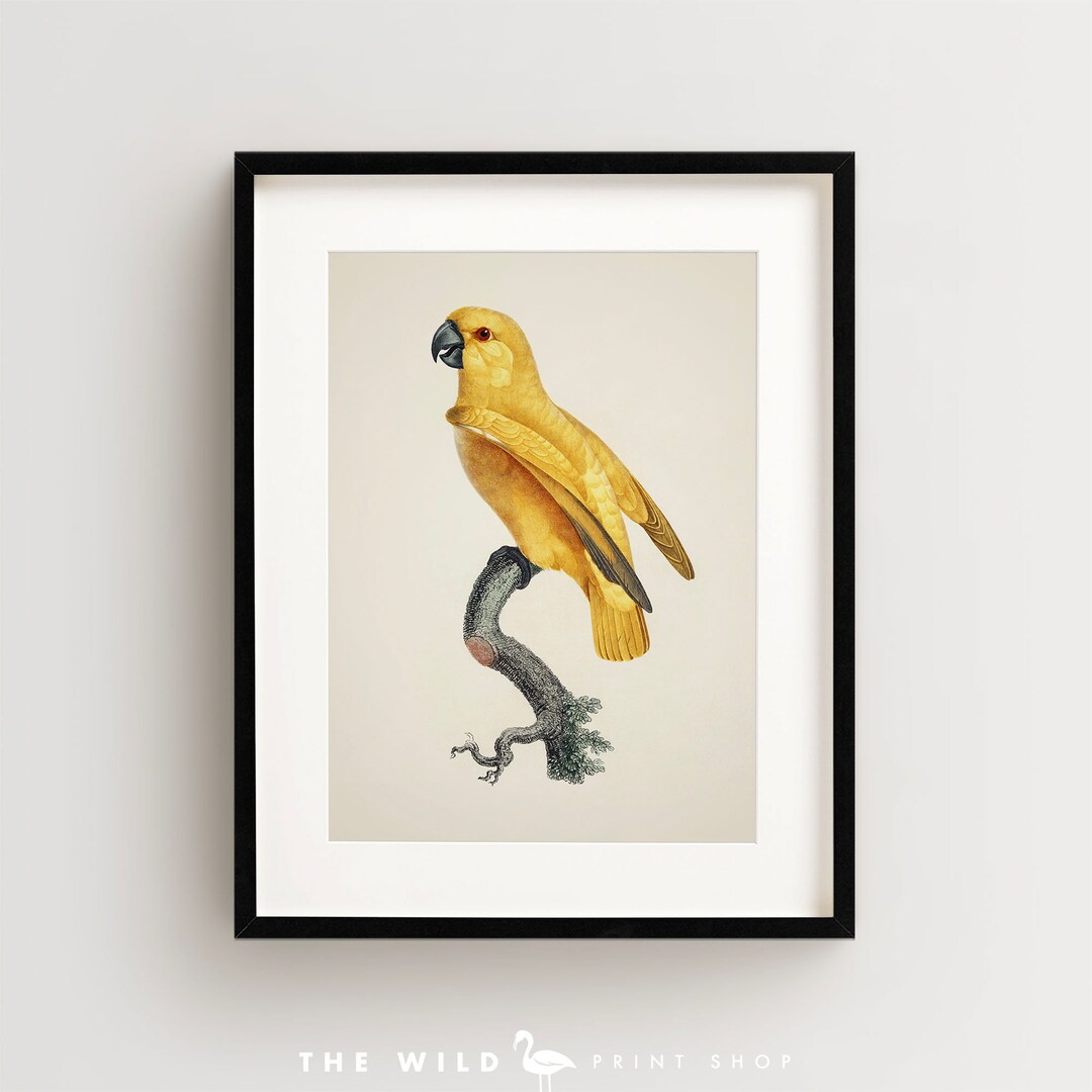 Vintage Parrot Print, Senegal Parrot Print, Parrot Print, Vintage Bird ...
