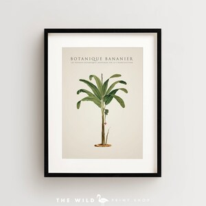 Banana Tree Print, Banana Tree Art Print, Vintage Botanical Print ...