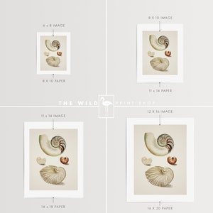 Nautilus Shell Print, Seashell Print, Vintage Seashell Print, Seashell ...