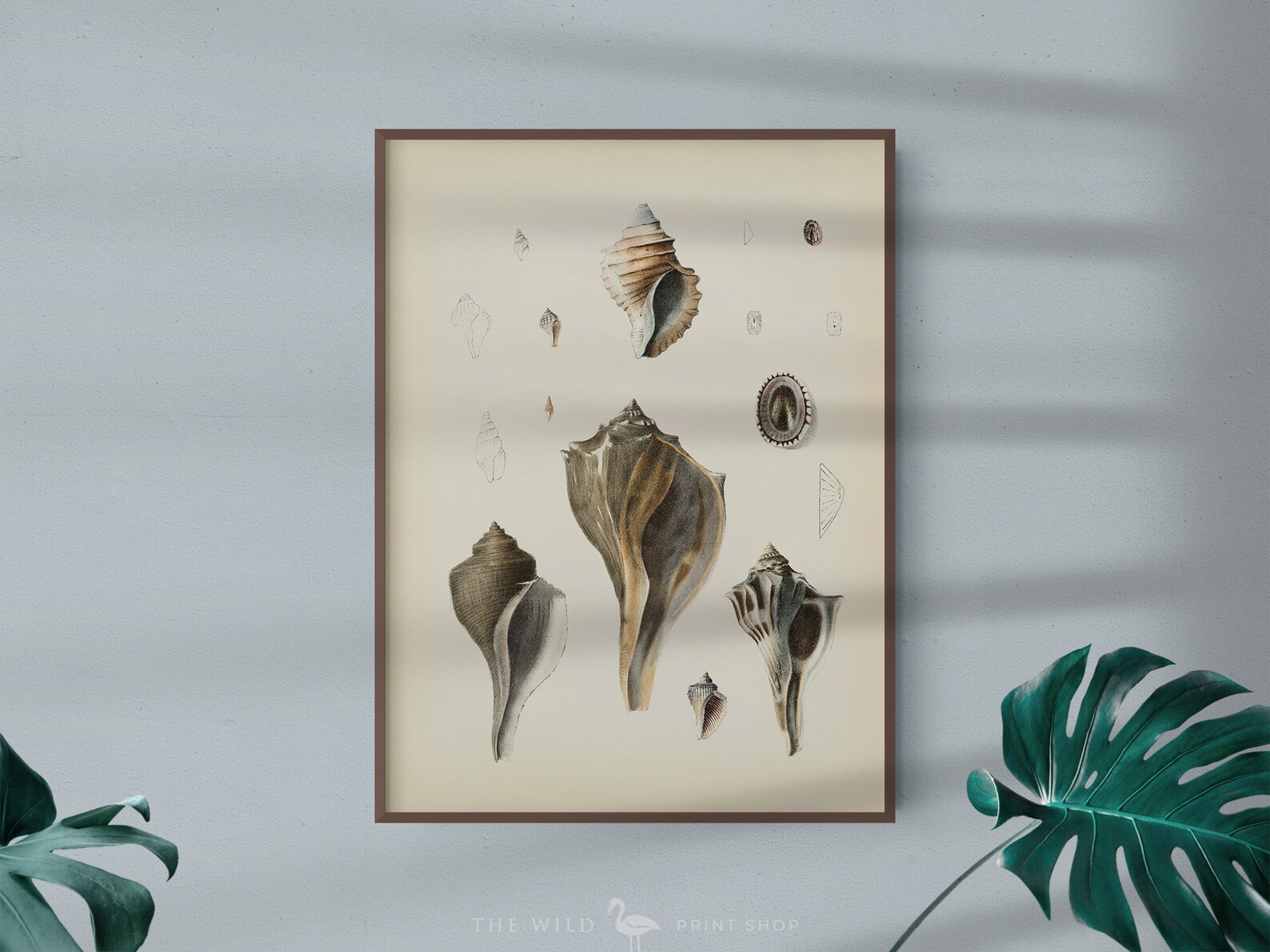 Seashell Print Vintage Seashell Print Seashell Wall Art | Etsy