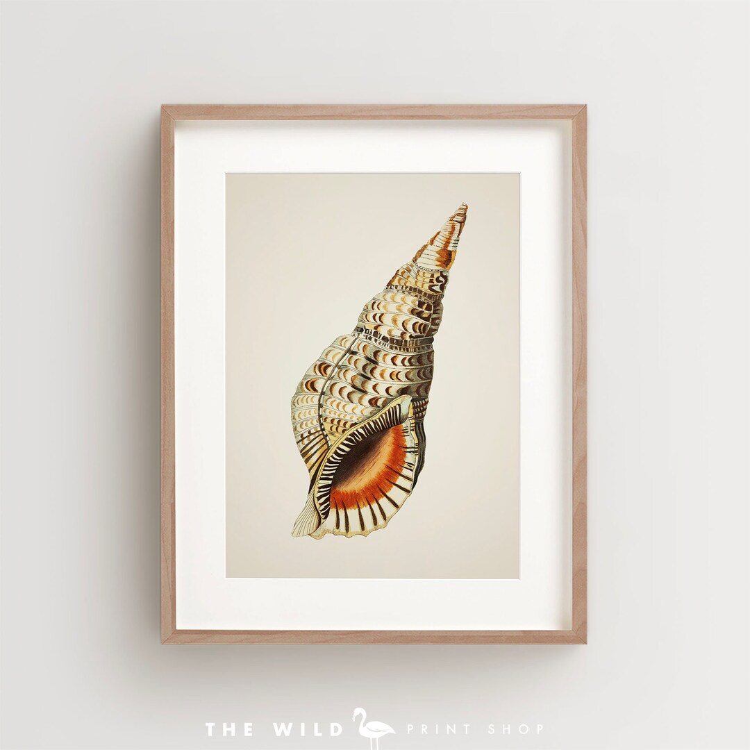 Seashell Print, Vintage Seashell Print, Seashell Wall Art, Nautical ...
