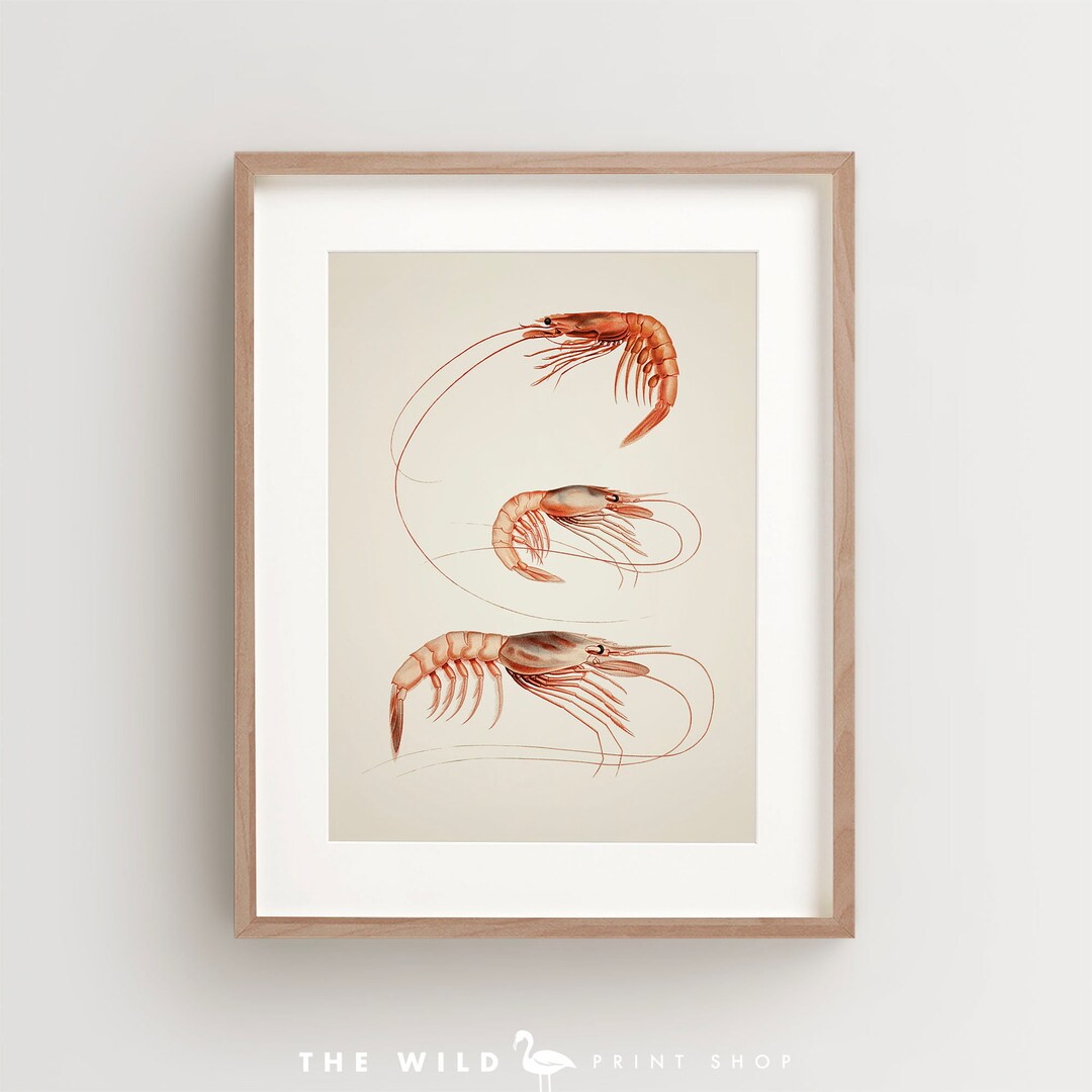 Shrimp Print, Vintage Shrimp Print, Shrimp Wall Art, Nautical Print ...