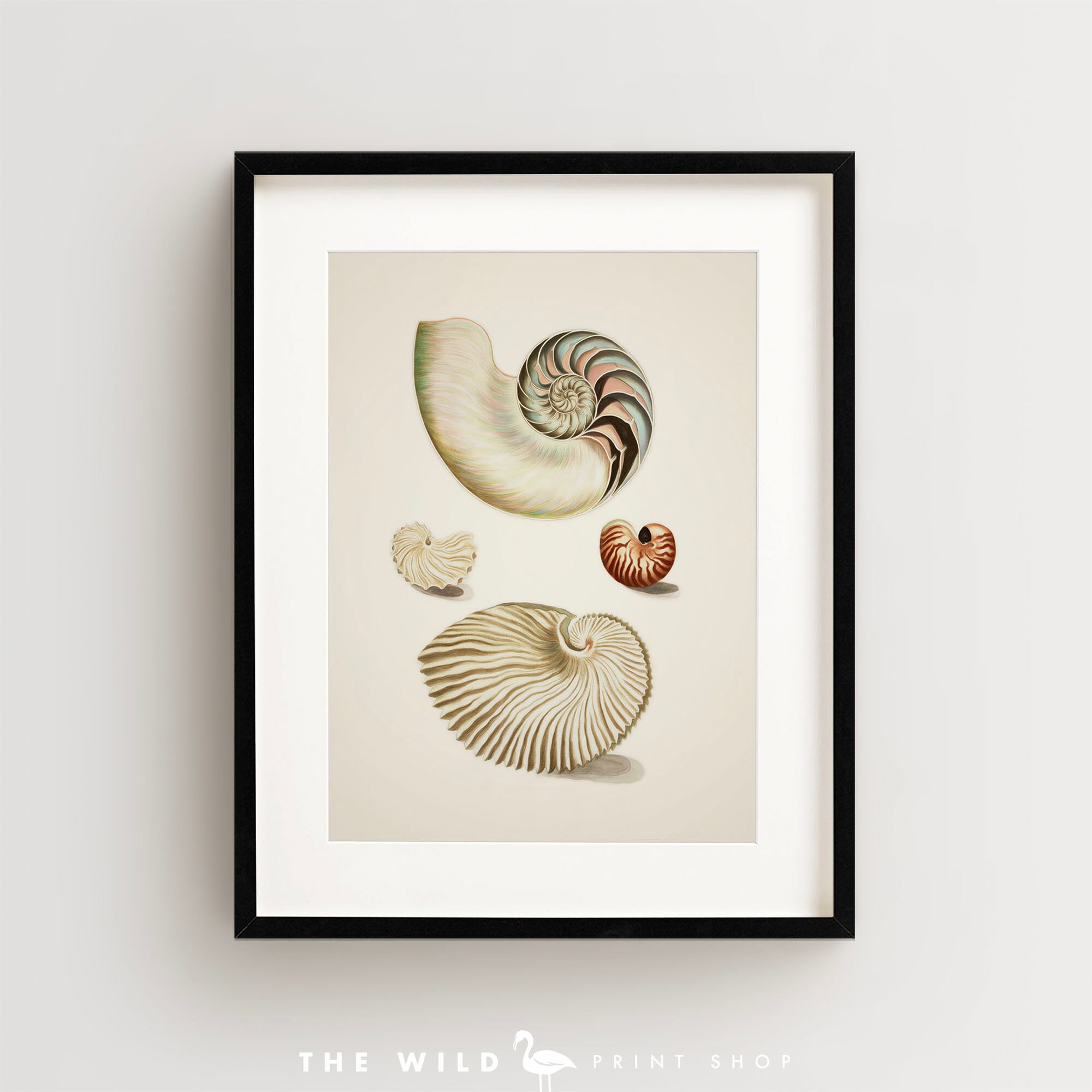 Nautilus Shell Print, Seashell Print, Vintage Seashell Print, Seashell ...