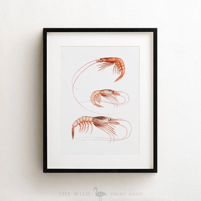 Shrimp Print Vintage Shrimp Print Shrimp Wall Art Nautical | Etsy
