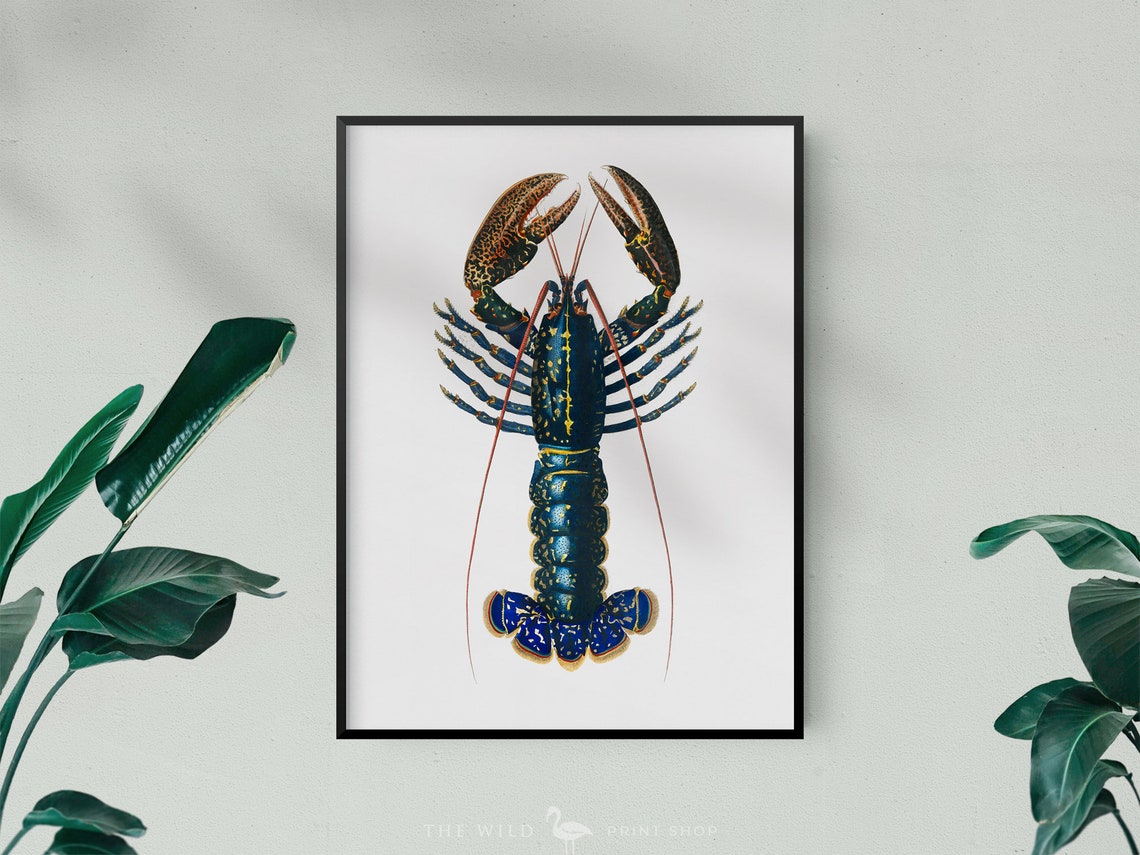 Lobster Print Vintage Lobster Print Lobster Wall Art | Etsy