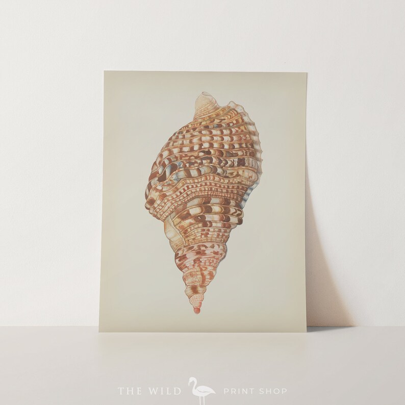 Seashell Print Vintage Seashell Print Seashell Wall Art - Etsy