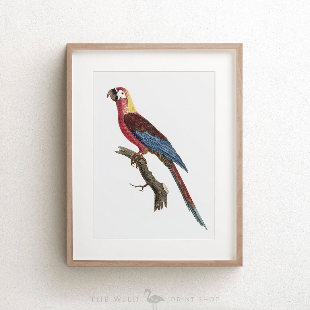 Vintage Parrot Print Macaw Print Parrot Print Vintage Bird - Etsy