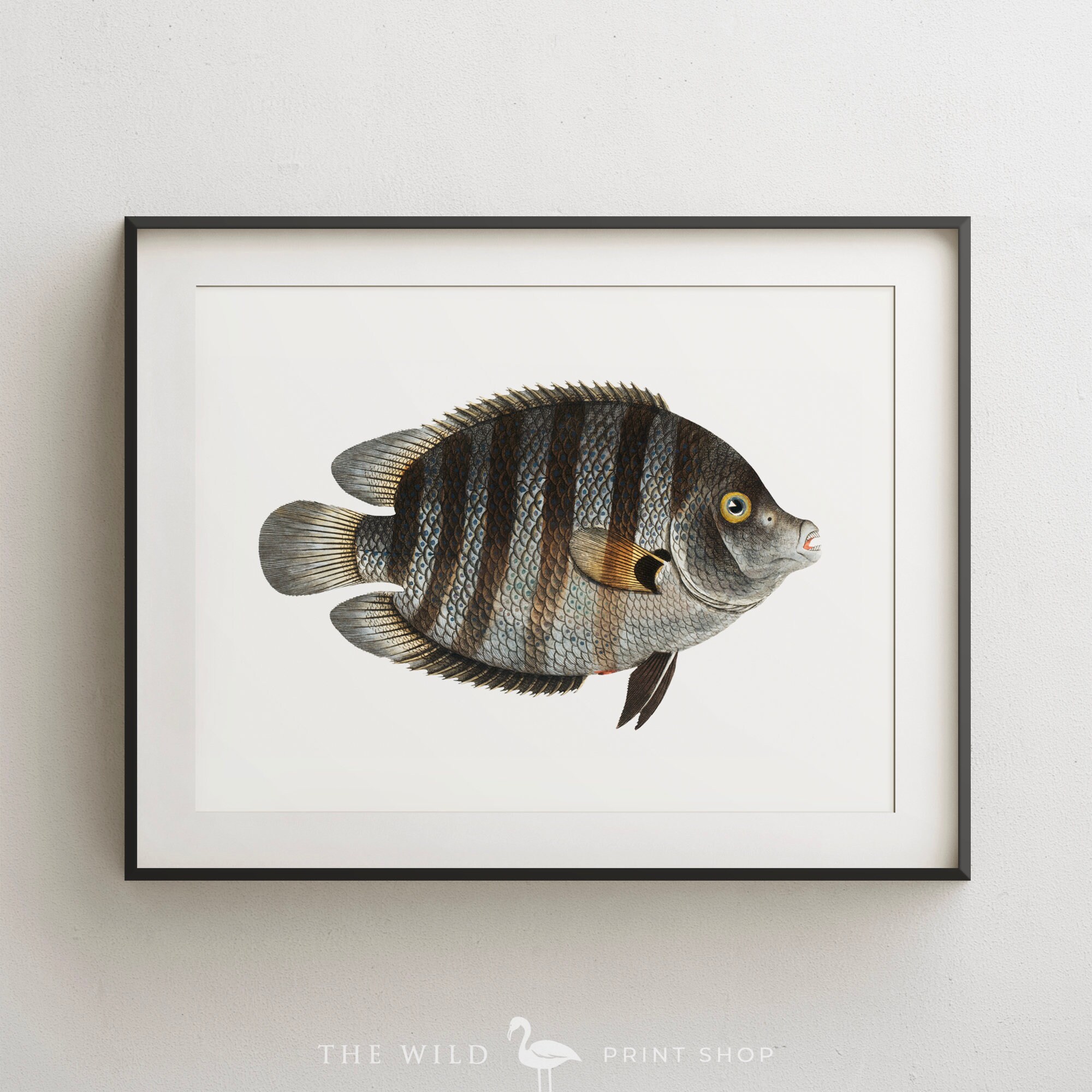 Vintage Fish Print Tropical Fish Print Fish Wall Art | Etsy