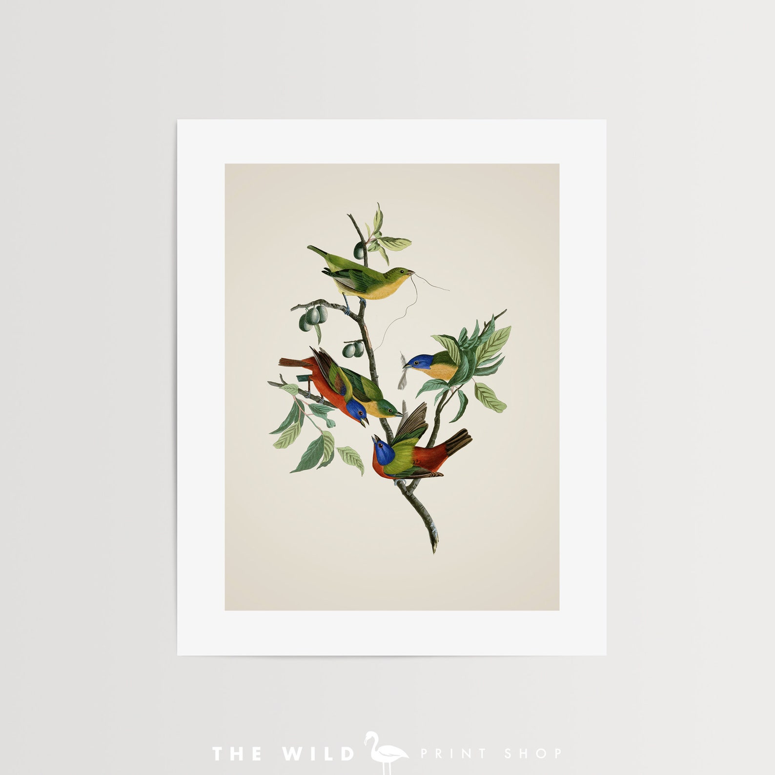 Vintage Bird Print, Painted Finch Print, Bird Wall Art, Audubon Bird ...