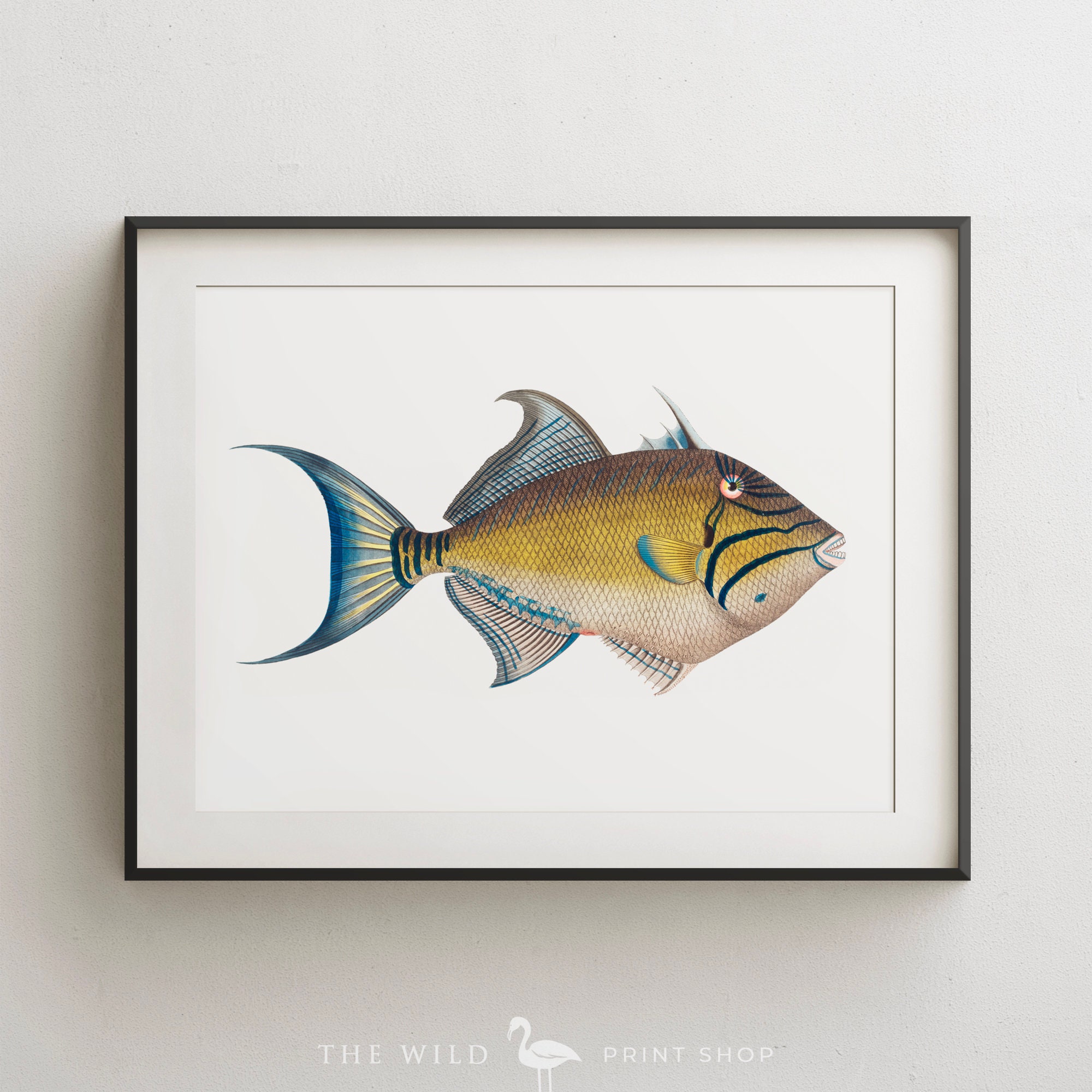 Vintage Fish Print Tropical Fish Print Fish Wall Art | Etsy