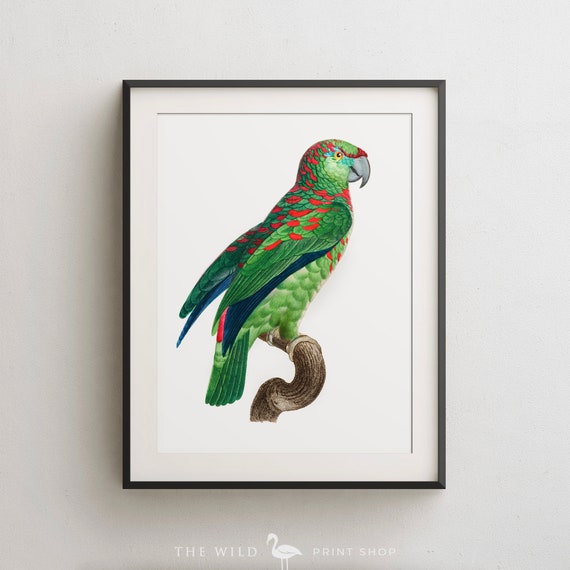 Vintage Parrot Print Amazon Parrot Print Parrot Print | Etsy
