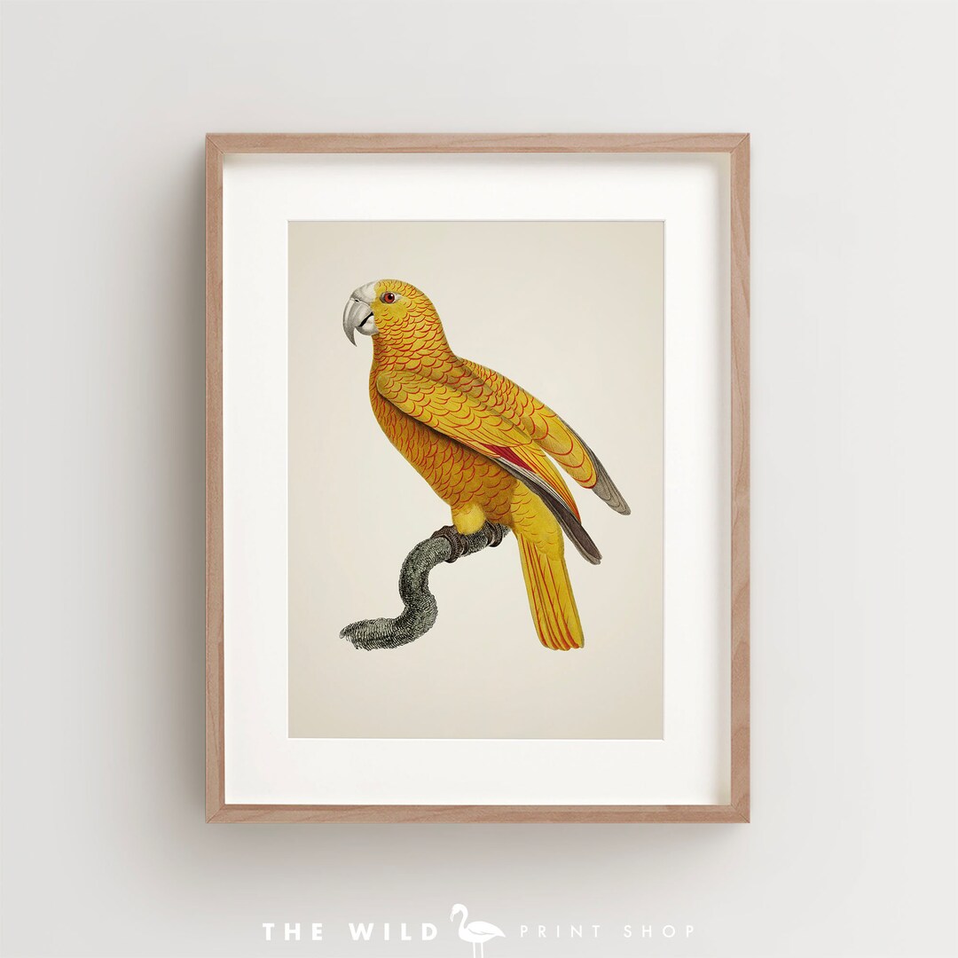Vintage Parrot Print, Parrot of Paradise Print, Parrot Print, Vintage ...