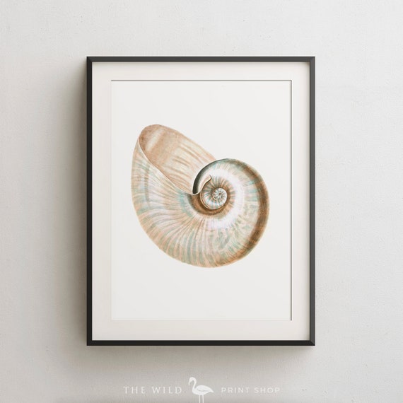 Nautilus Shell Print Seashell Print Vintage Seashell Print | Etsy