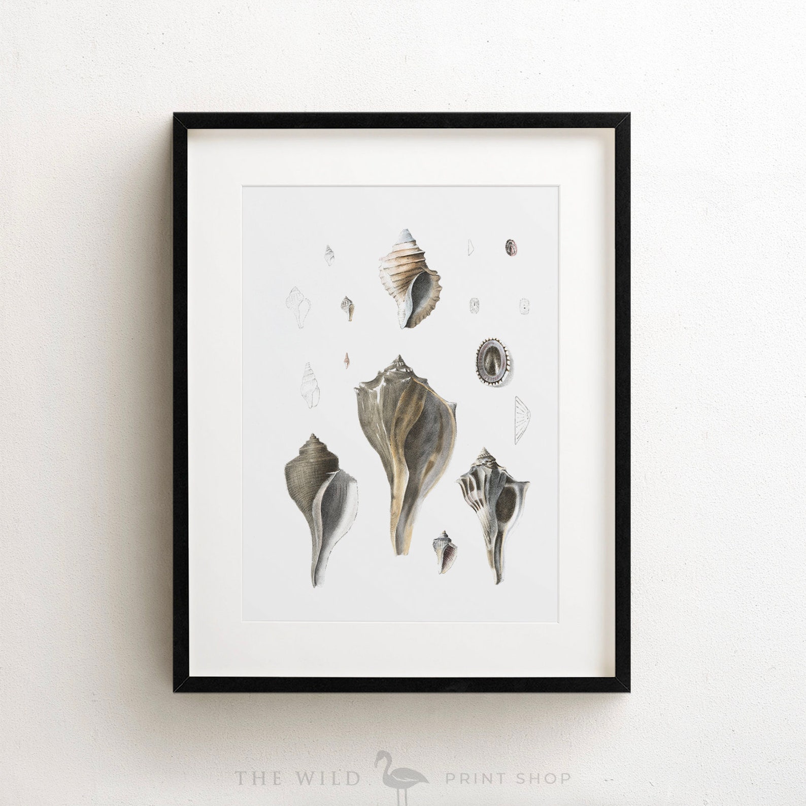 Seashell Print Vintage Seashell Print Seashell Wall Art - Etsy