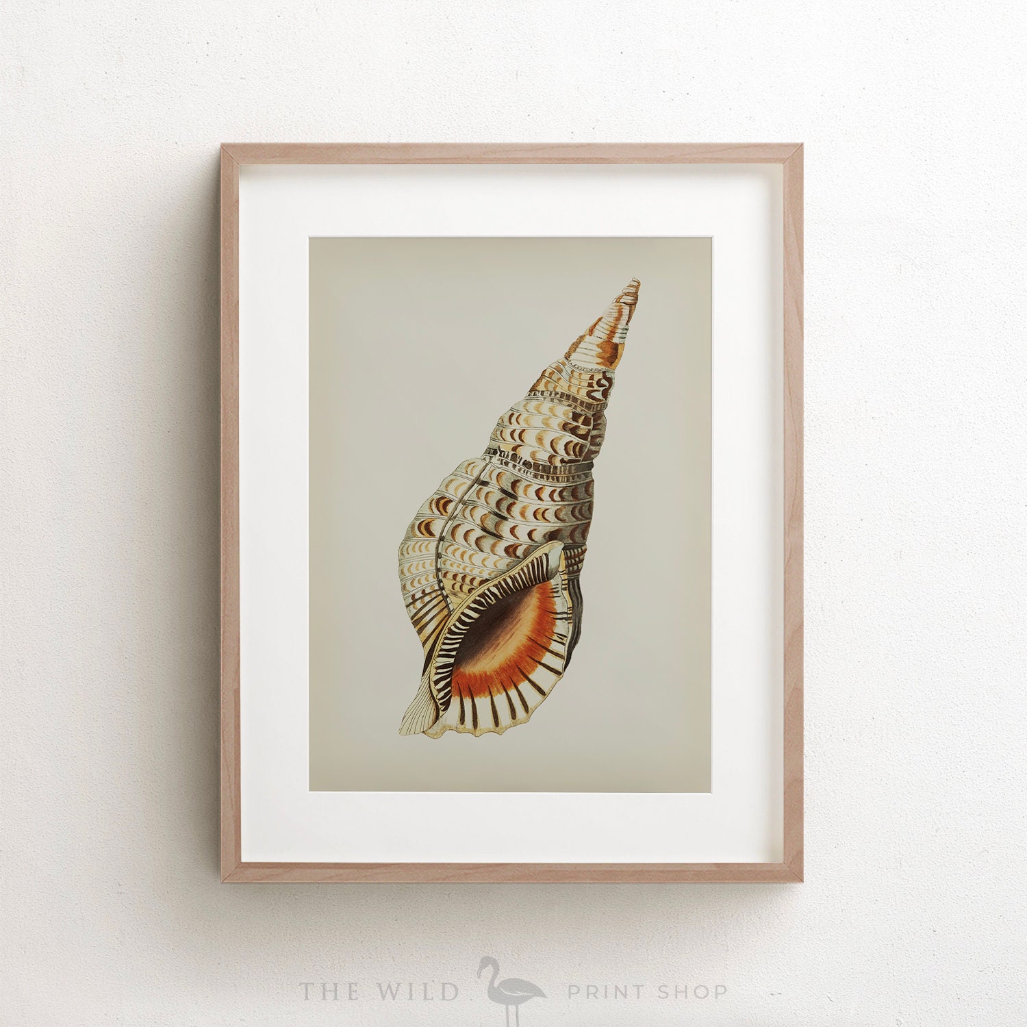 Seashell Print Vintage Seashell Print Seashell Wall Art | Etsy