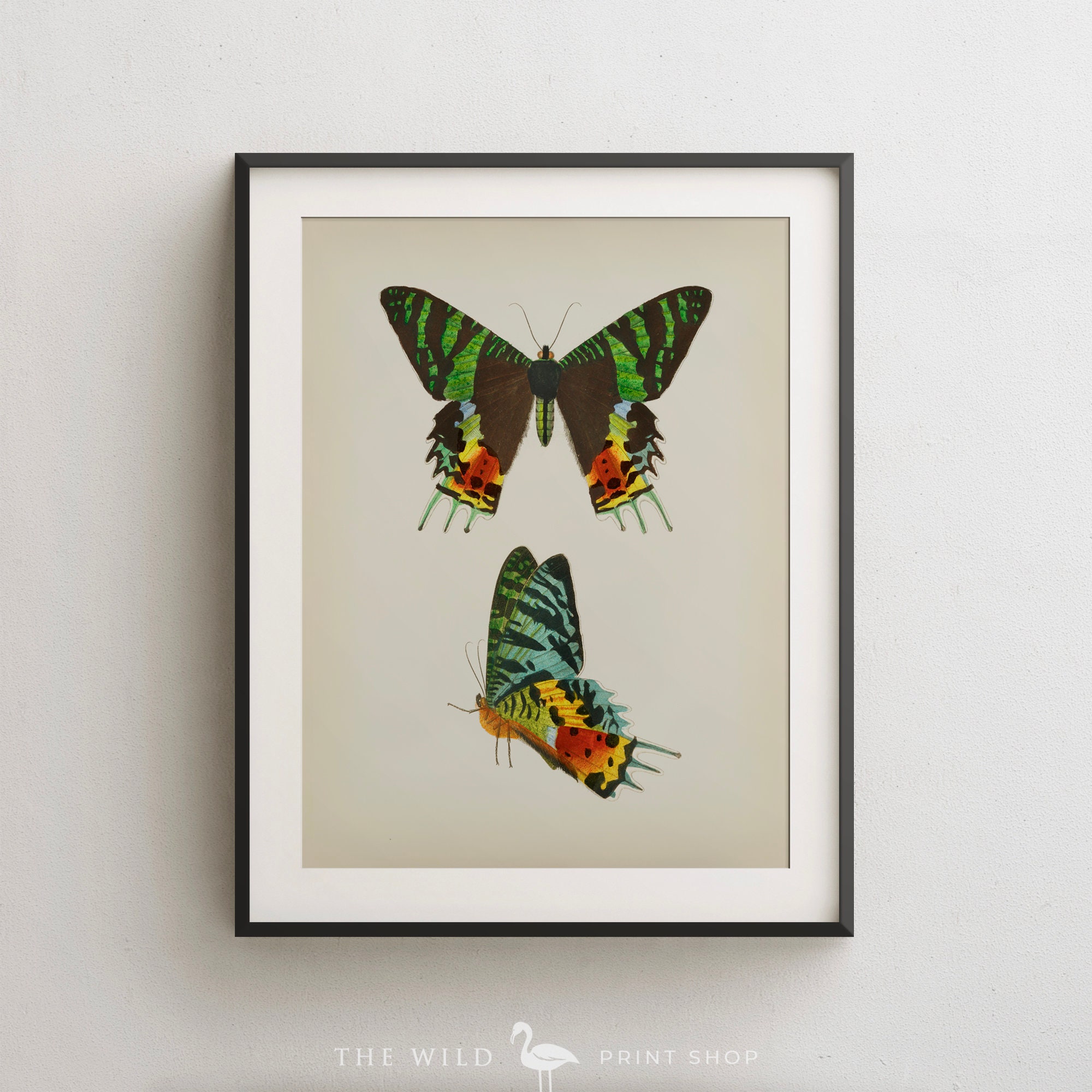 Vintage Butterfly Print Butterfly Art Print Butterfly Wall | Etsy